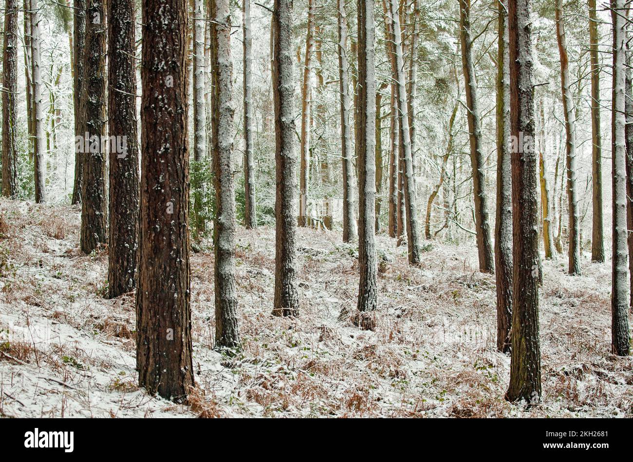 Pine forest in winter with clinging snow and frost on Cannock Chase ...