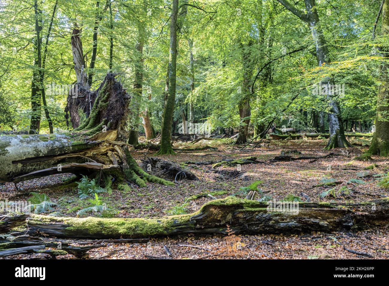 Dappled woodland clearing hi-res stock photography and images - Alamy