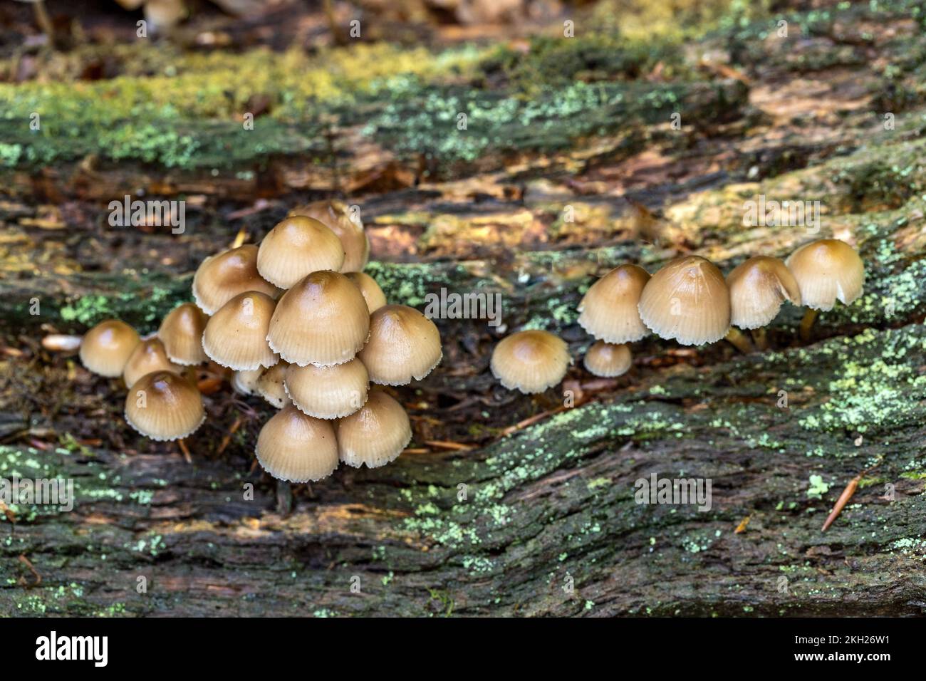 Clustered bonnet, New Forest, Hampshire, UK. Inedible Stock Photo - Alamy
