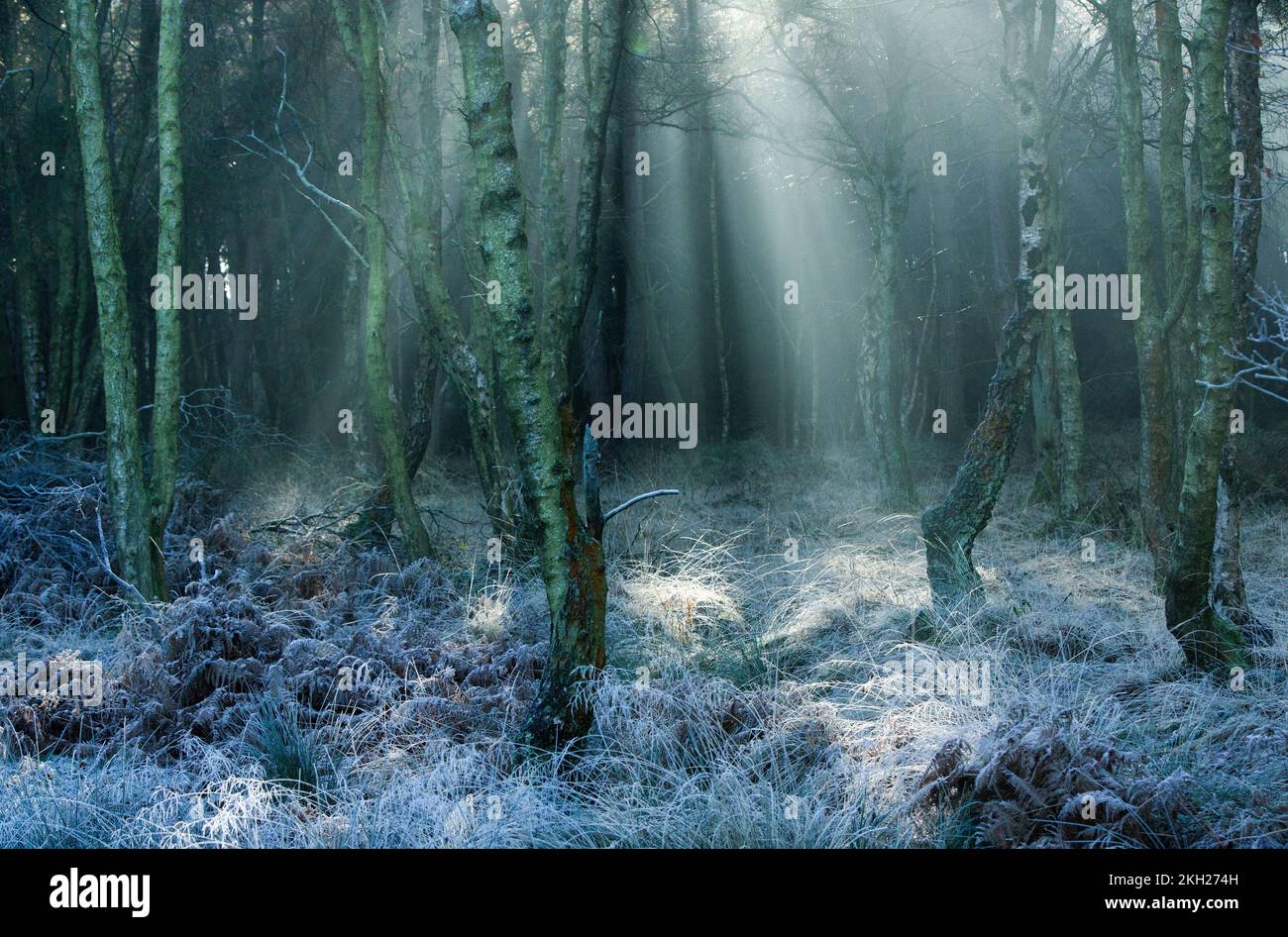 Winter landscape scene on Cannock Chase Area of Outstanding Natural ...