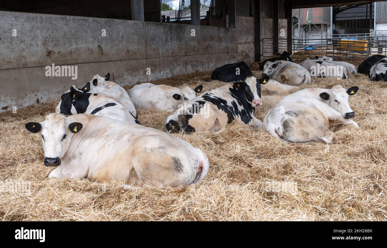 Housed cattle laid happy and content on a bed of straw, UK Stock Photo ...