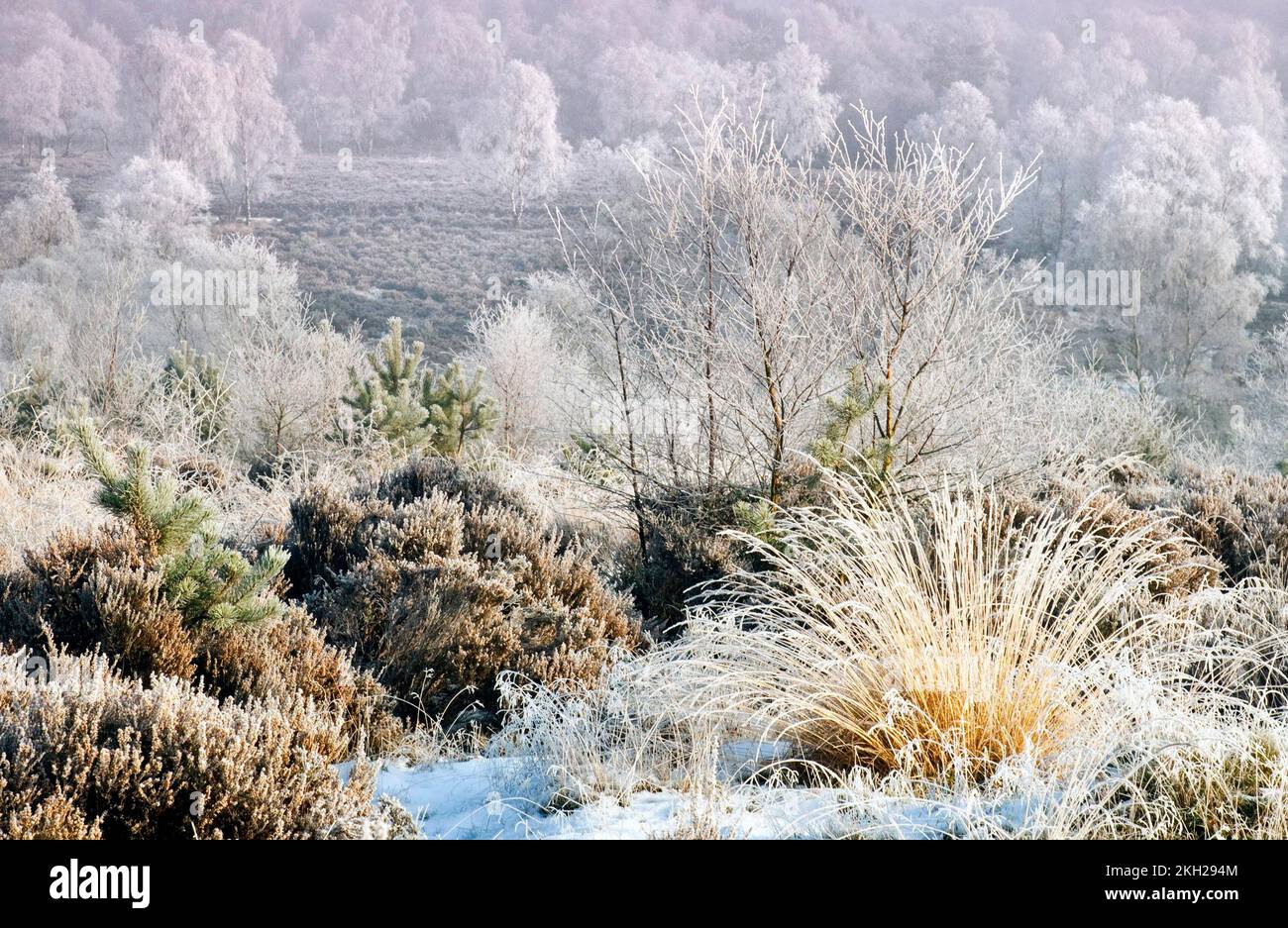 Beautiful winter scenes in frosted Brindley Valley area early winter ...