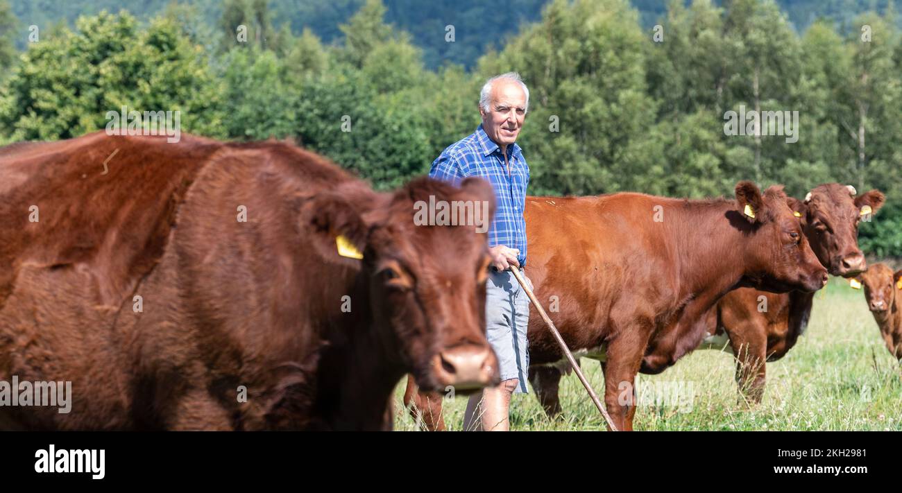 Farmer looking around his Luing cattle, a native breed from the West ...