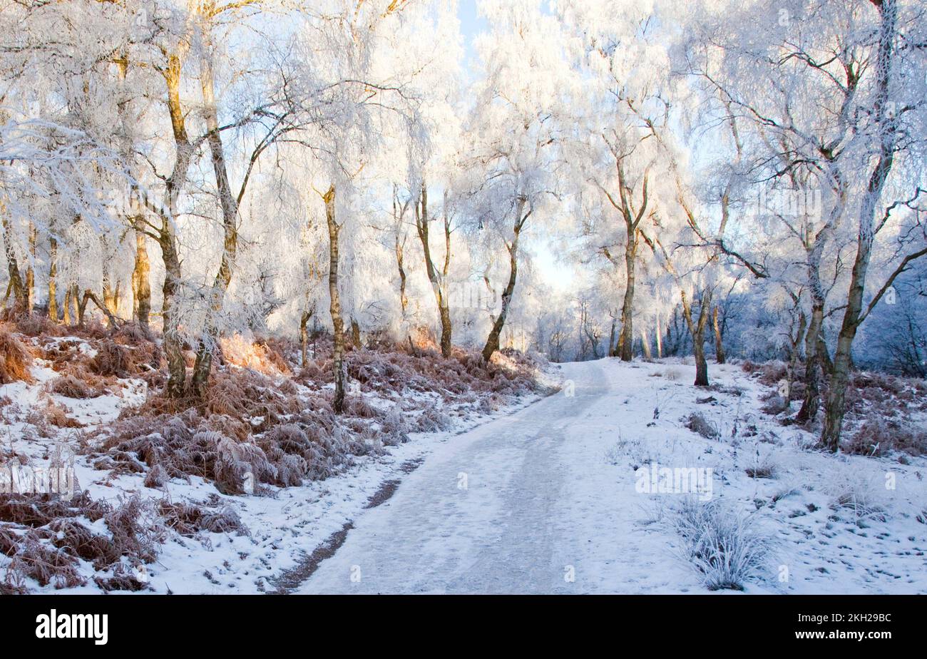 Beautiful winter scene along Staffordshire Way path Sherbrook Valley ...