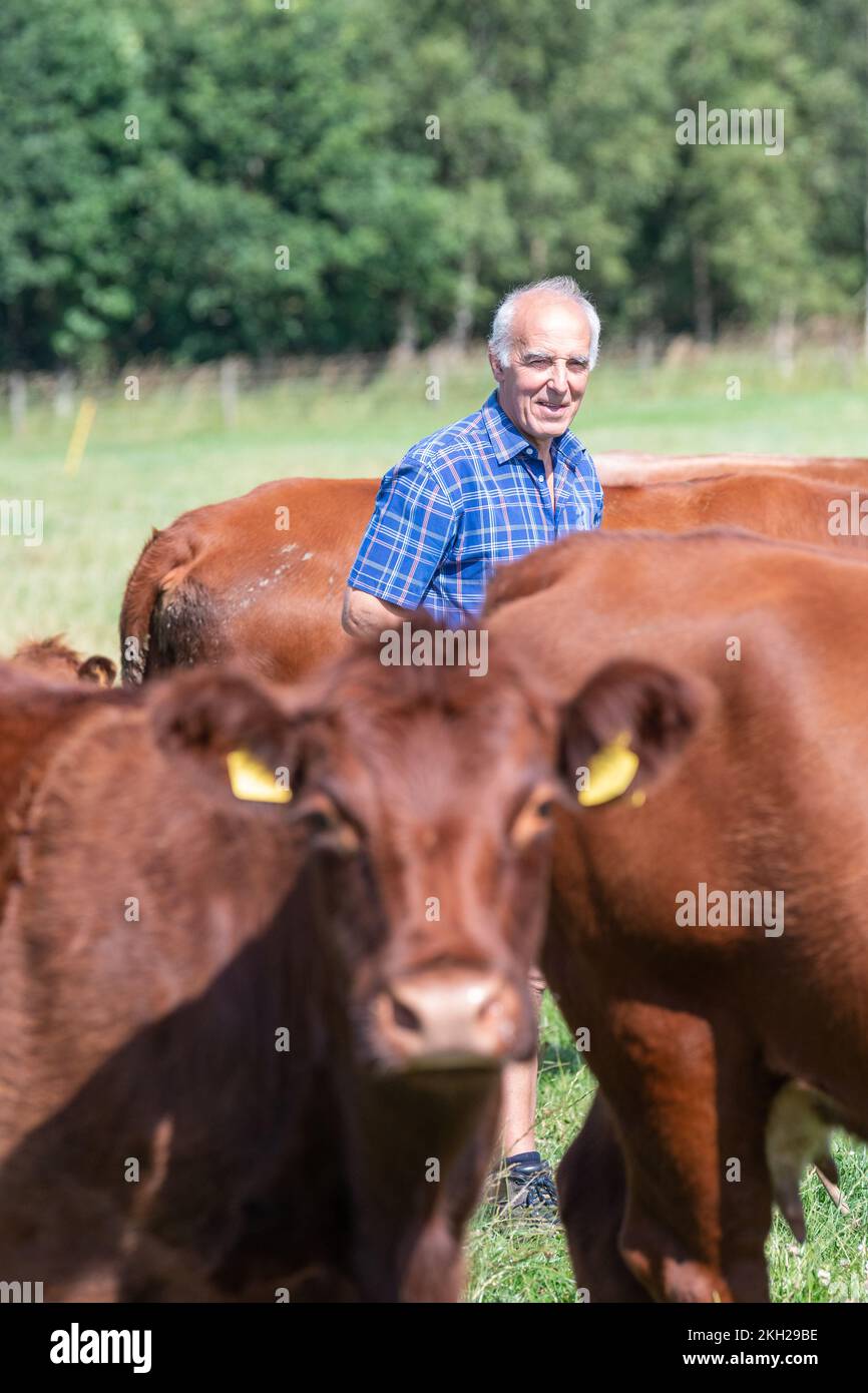 Production from the herd hi-res stock photography and images - Alamy