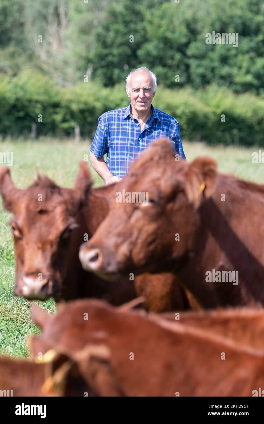 Farmer looking around his Luing cattle, a native breed from the West ...