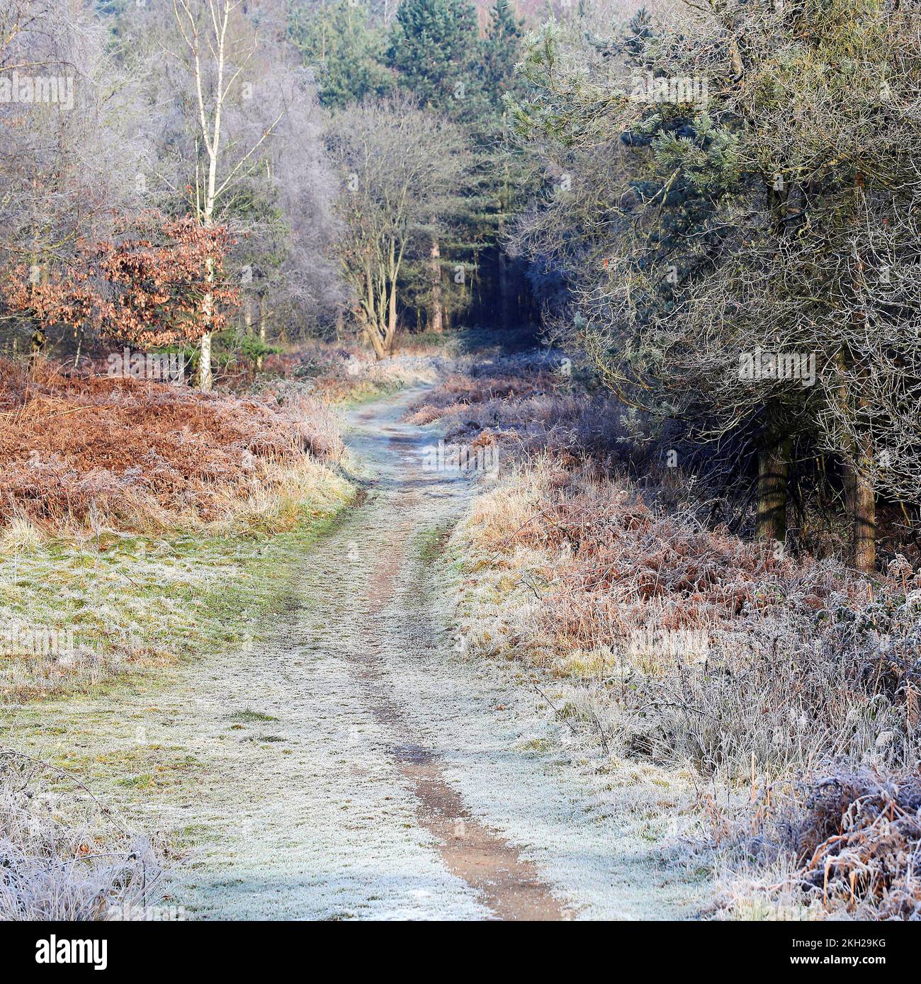 Frost covered country track on a bright and misty morning sun breaking ...