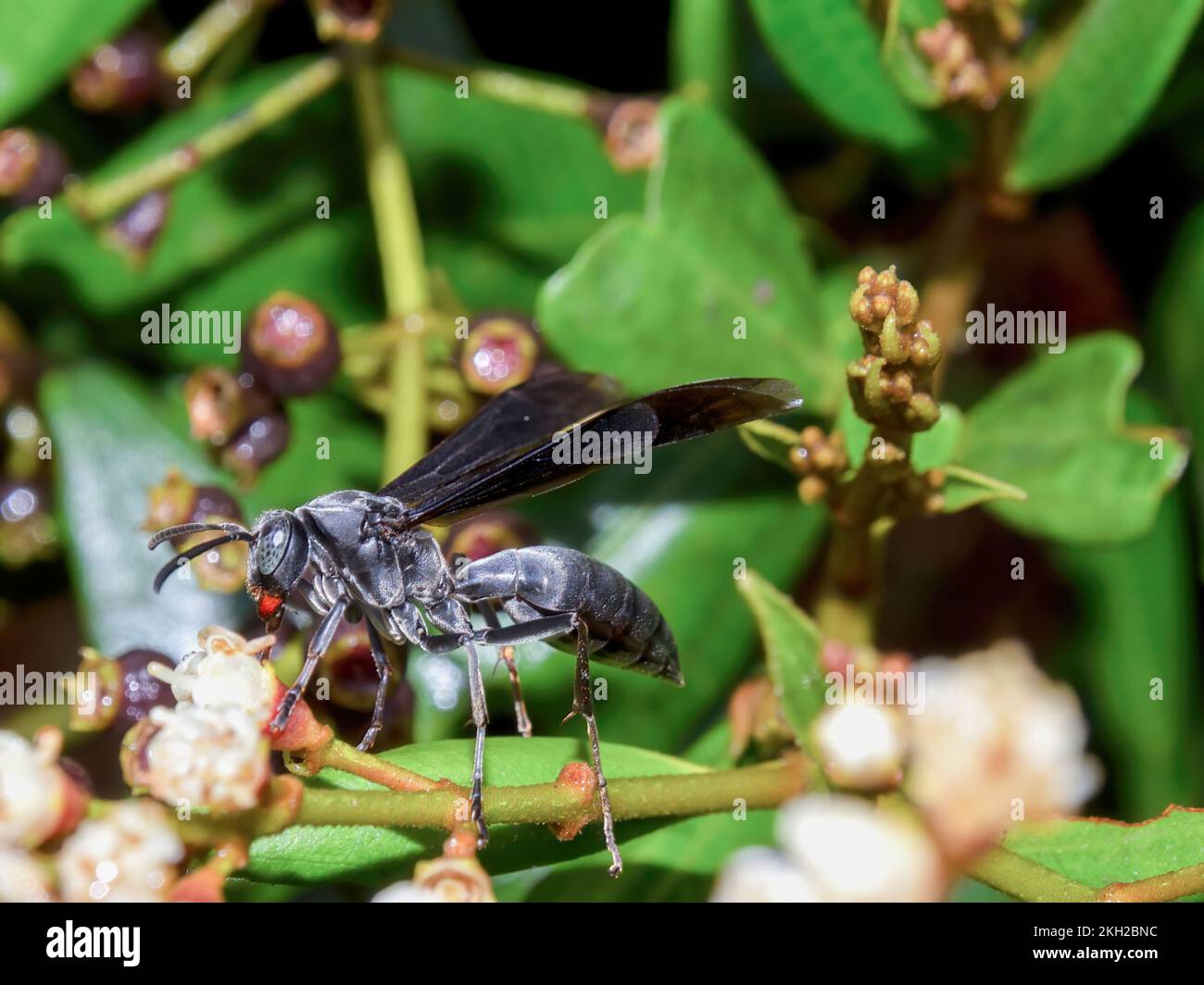 Macro photography of a black paper wasp with some dew drops on it ...