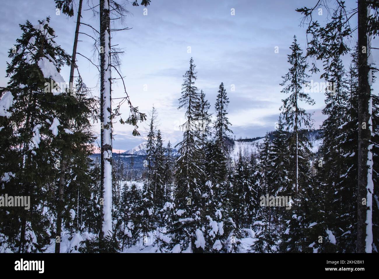 A landscape view of the snow-capped pine trees Stock Photo - Alamy