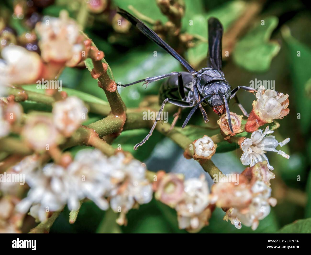 Macro photography of a black paper wasp with some dew drops on it ...
