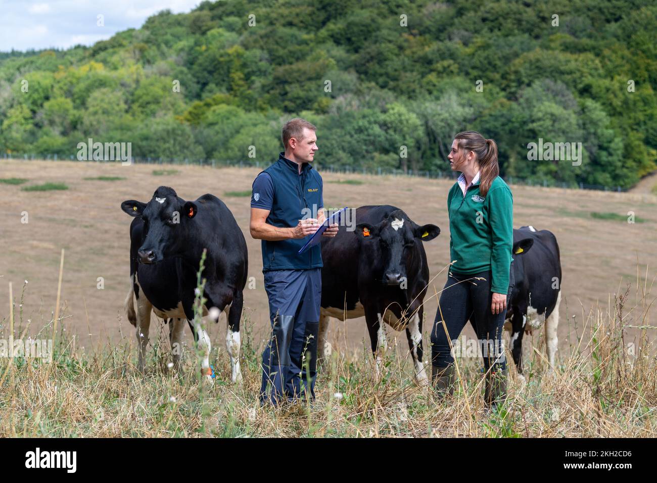 Farmer and vet inspectiong dairy cattle in the field as part of a ...