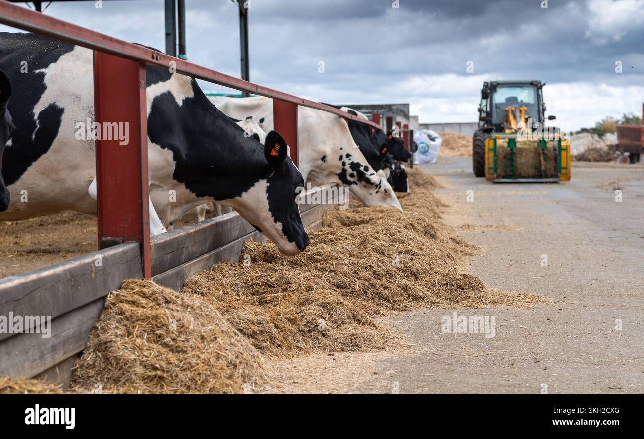 Holstien dairy cattle eating a mixed ration from behind feed barriers ...