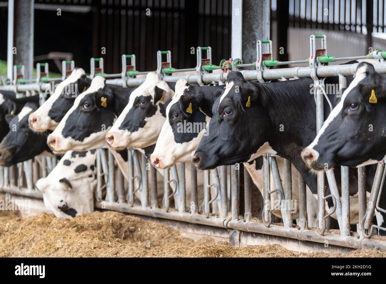 Holstien dairy cattle eating a mixed ration from behind feed barriers ...