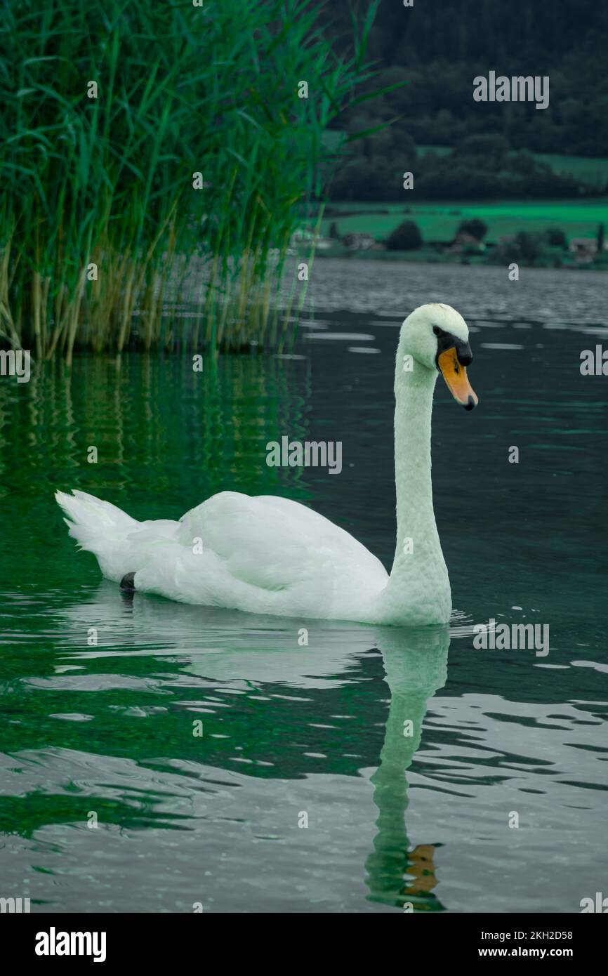 A vertical shot of a graceful swan floating in the lake Stock Photo - Alamy