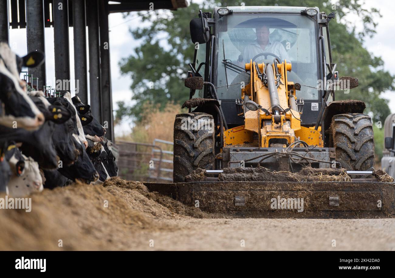 Pushing up silage for cattle to eat in a farm yard, using a telescopic ...