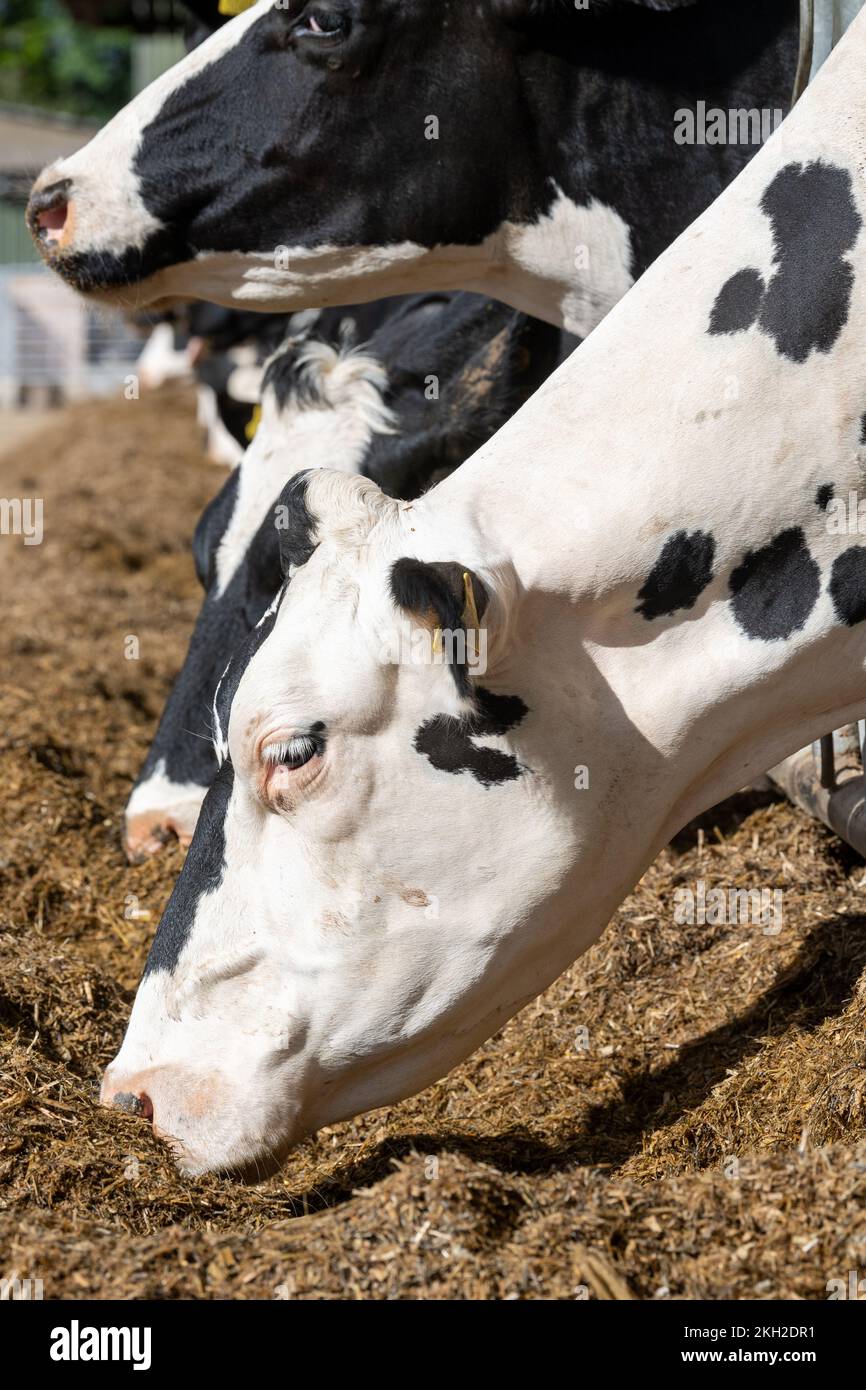 Holstien dairy cattle eating a mixed ration from behind feed barriers ...