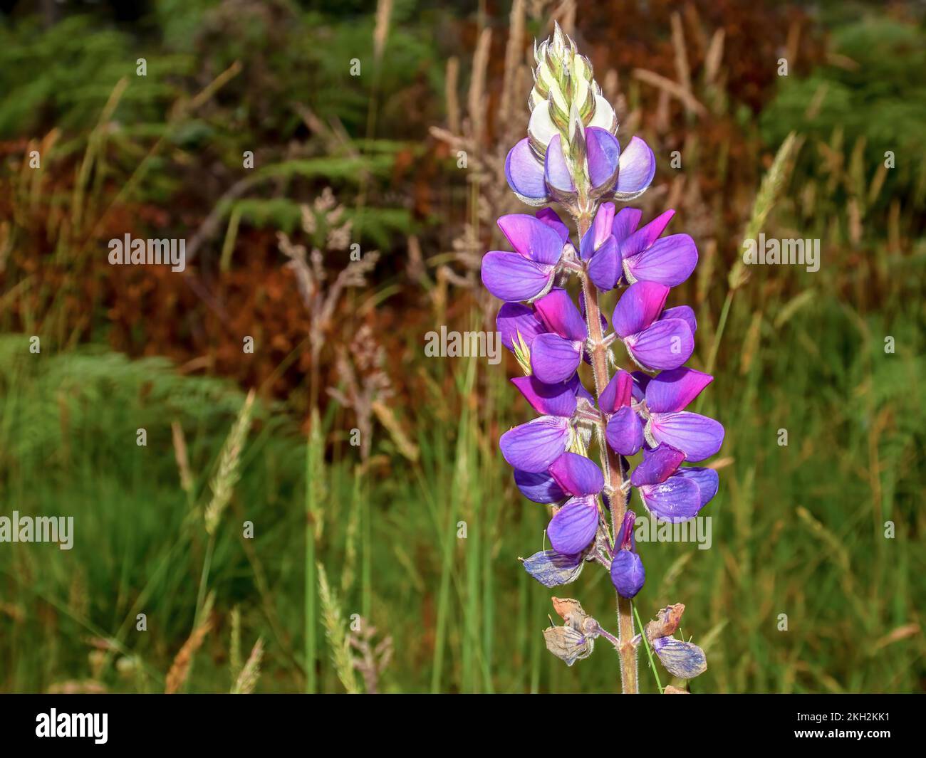 Macro photography of a a lupin flower, captured against a forest ...