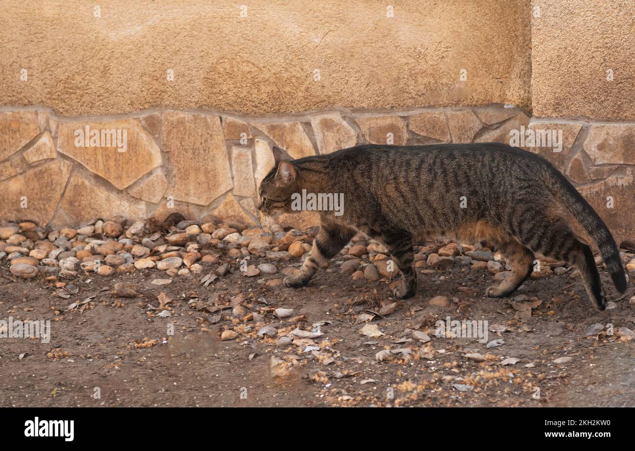 Beautiful gray tabbycat on its way to hunt, attentive cat walking near ...