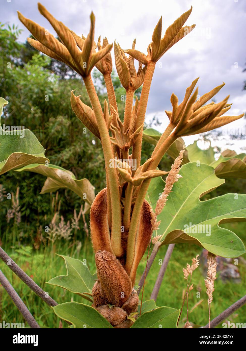 Close-up photography of the singular sprout of an exotic Oreopanax ...