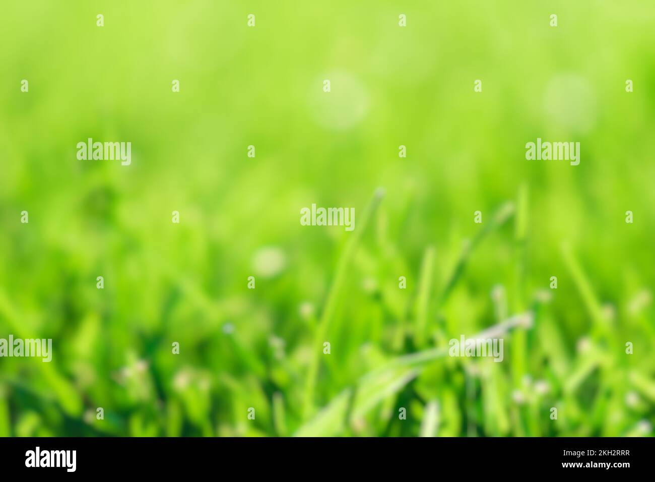 Blurred fresh nature background with green grass Stock Photo - Alamy