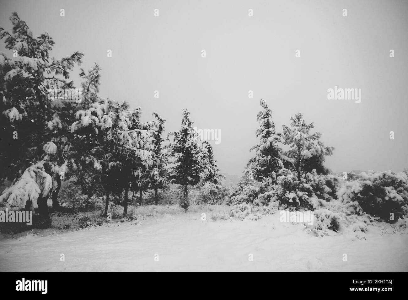 Scenic snowy forest with snowfall. Winter concept and background Stock ...