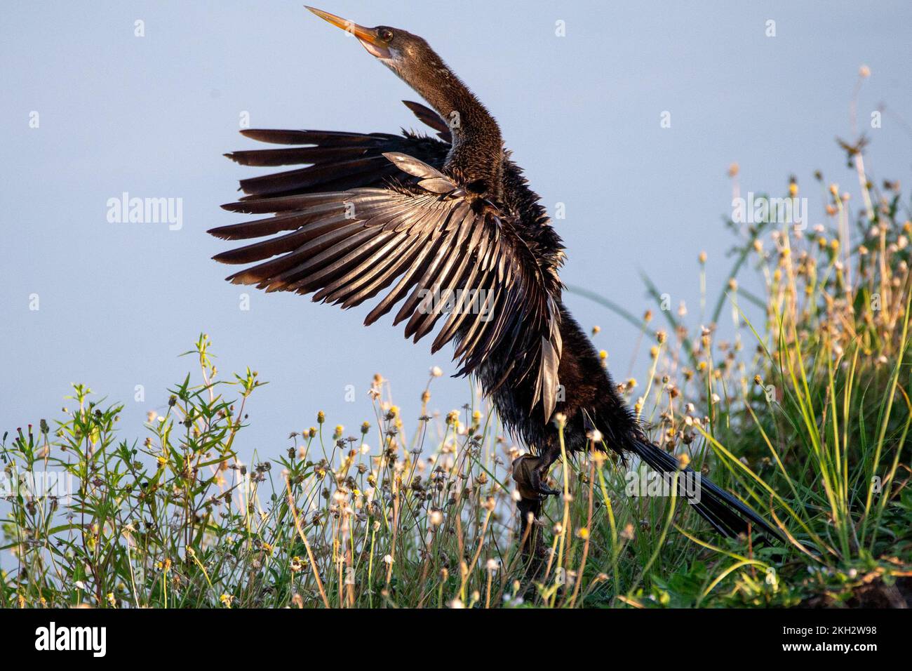 An anhinga with spread wings ready to fly Stock Photo - Alamy
