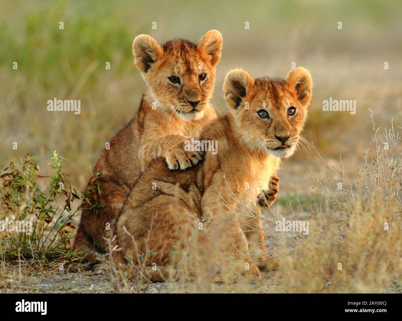 lion cubs playing Stock Photo - Alamy