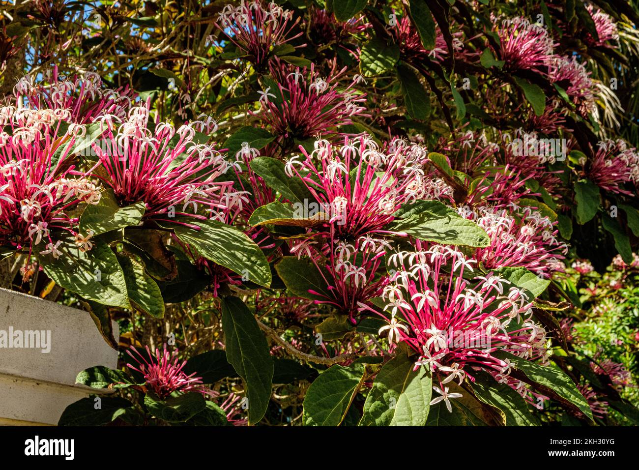 Starburst (Clerodendron quadriloculare), Punta Gorda, Florida Stock ...