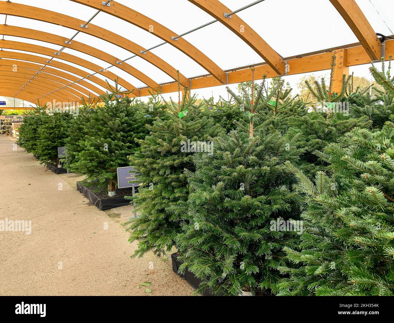 Uk garden centre christmas trees for sale hi-res stock photography and ...