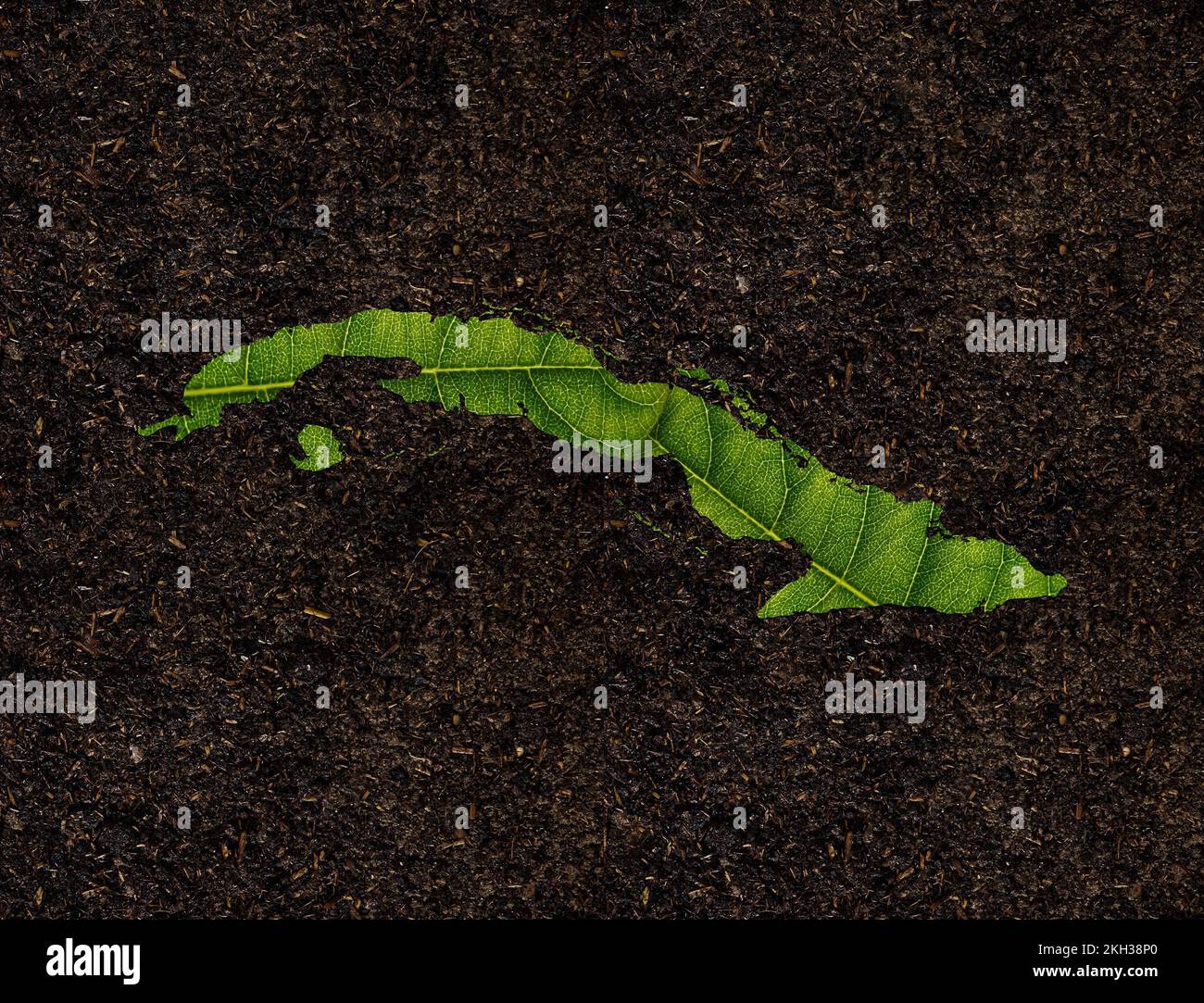 A bright green leaf shaped like the map of Cuba on a dark brown soil ...