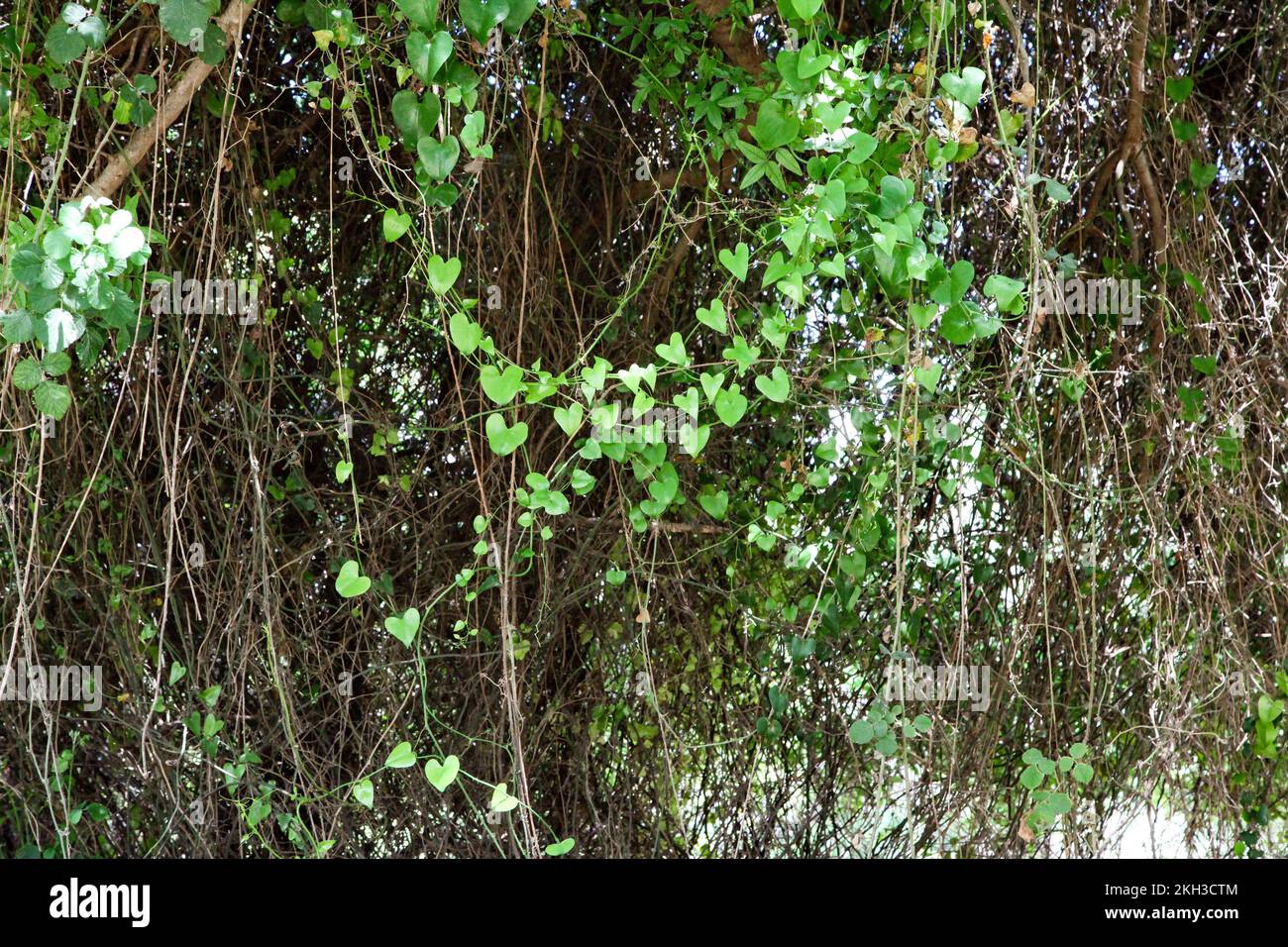 Heart shaped ivy hi-res stock photography and images - Alamy