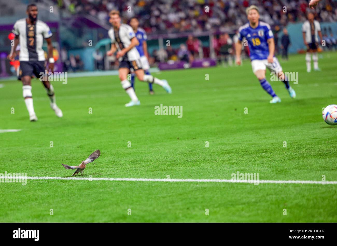 Doha, Qatar. 23rd Nov, 2022. DOHA, QATAR - NOVEMBER 23: A bird is seen ...