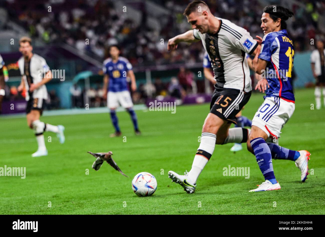 Doha, Qatar. 23rd Nov, 2022. DOHA, QATAR - NOVEMBER 23: A bird is seen ...