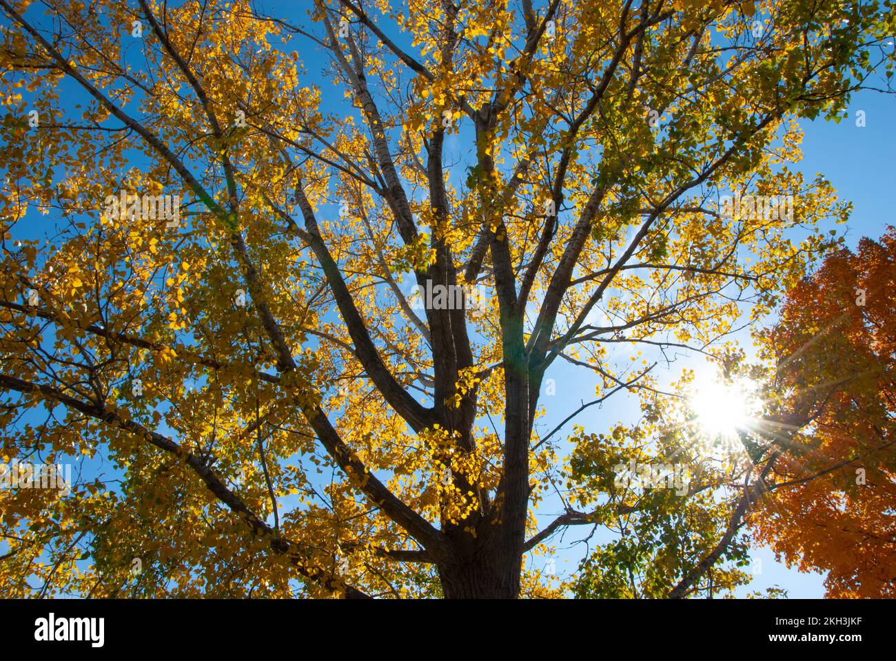 Ontario tree top hi-res stock photography and images - Alamy