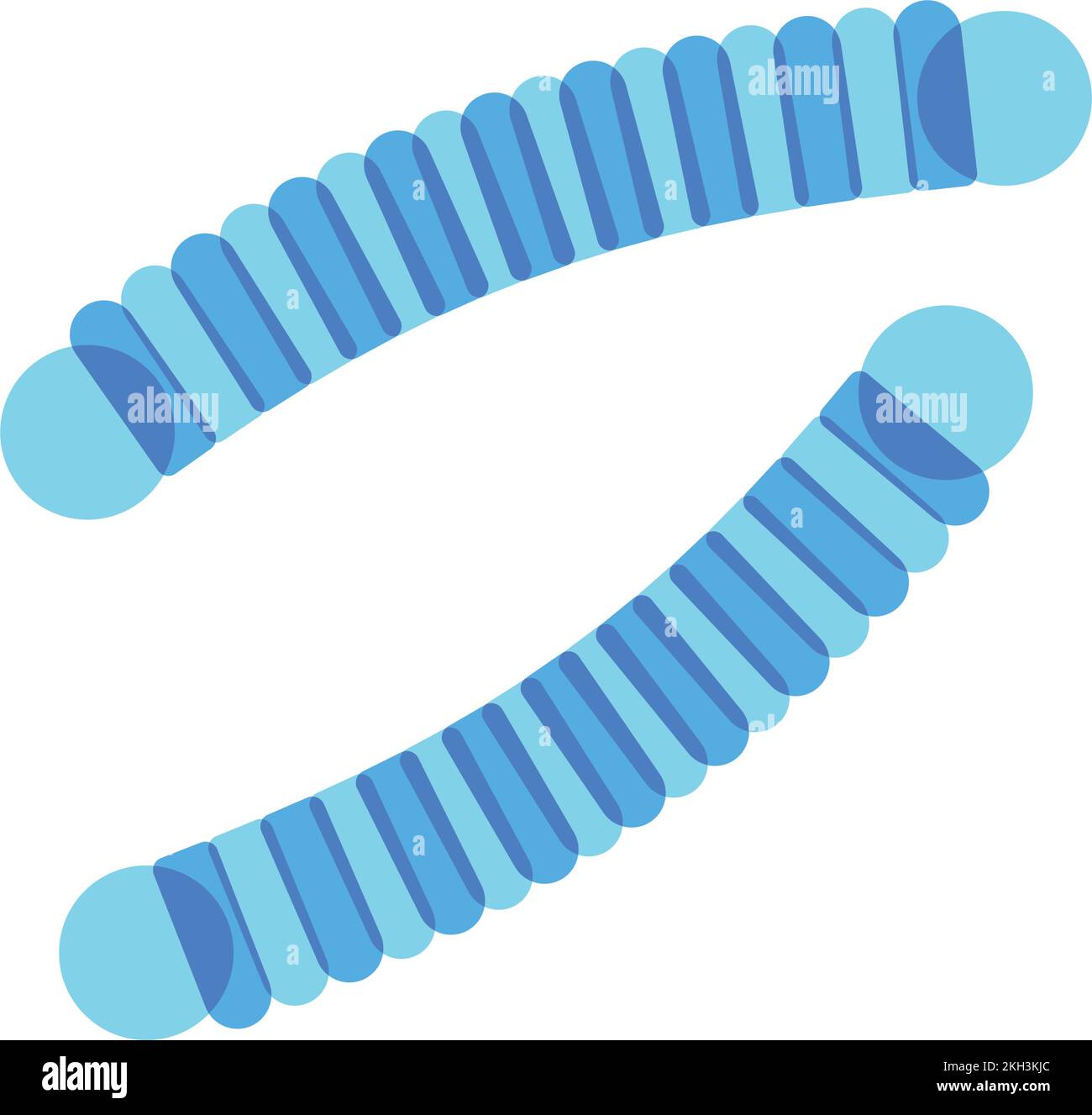 Worm pair Stock Vector Images - Alamy