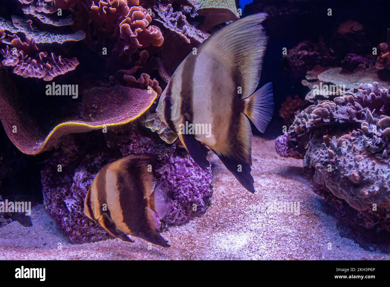The two adorable Teira batfish swimming underwater Stock Photo - Alamy