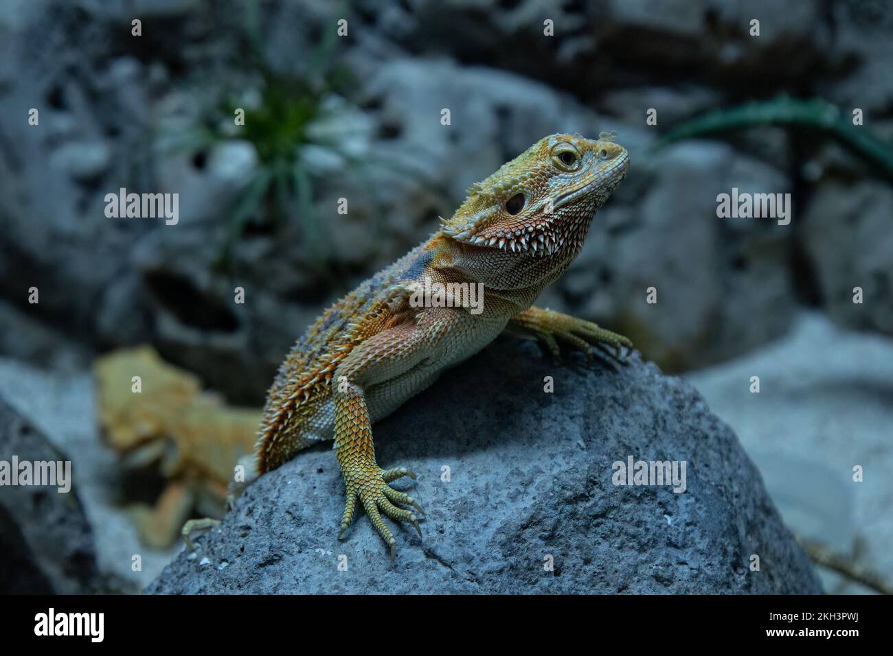 Bearded water dragon hi-res stock photography and images - Alamy