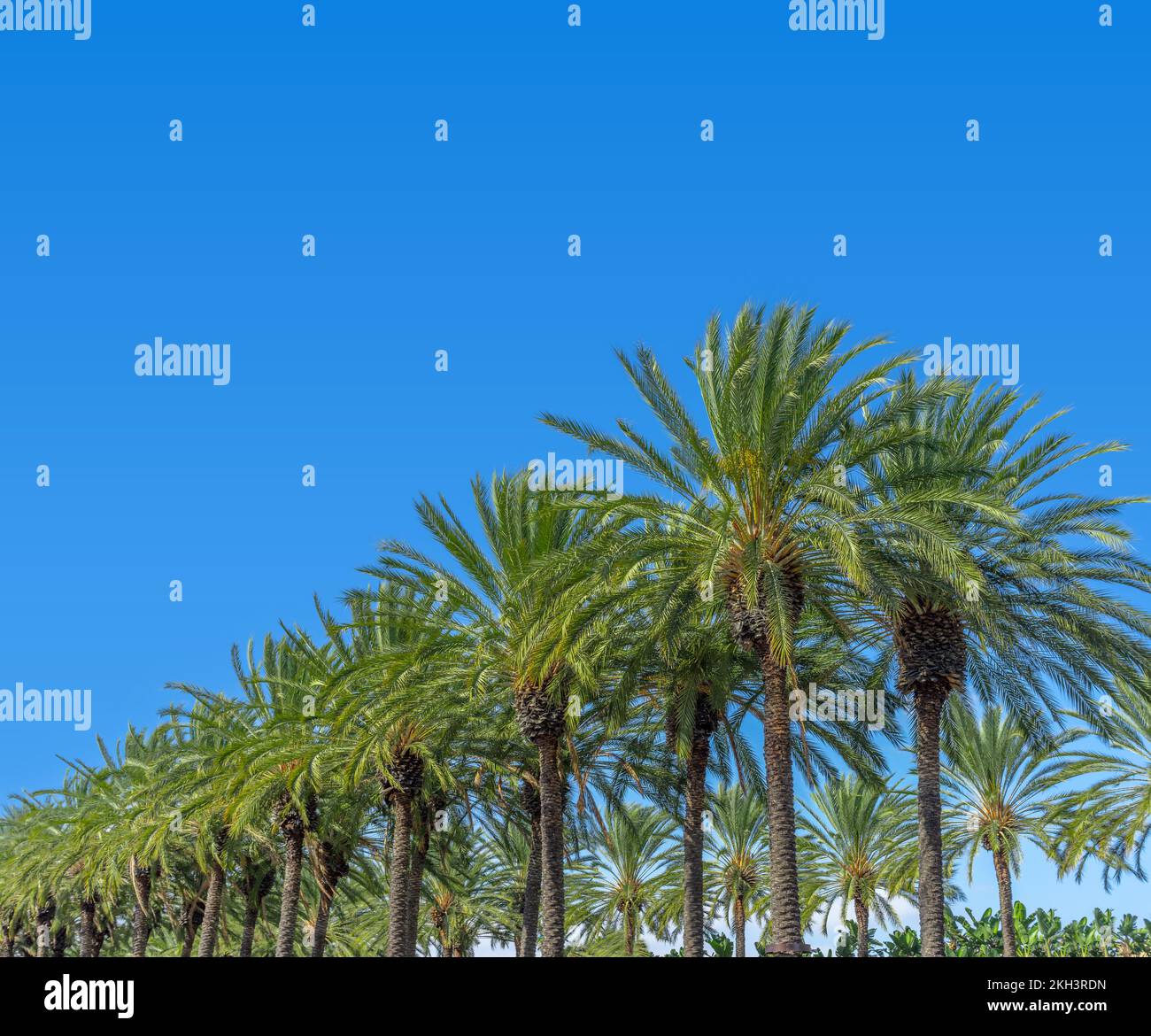 Row of palm trees in a row with clear blue sky Stock Photo - Alamy