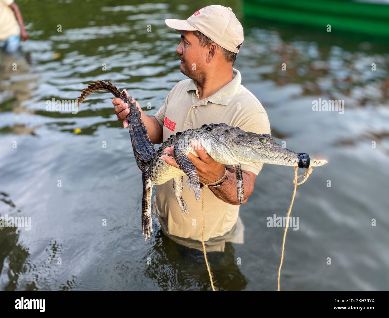 American Crocodile (Crocodylus acutus). A former crocodile hunter,and ...