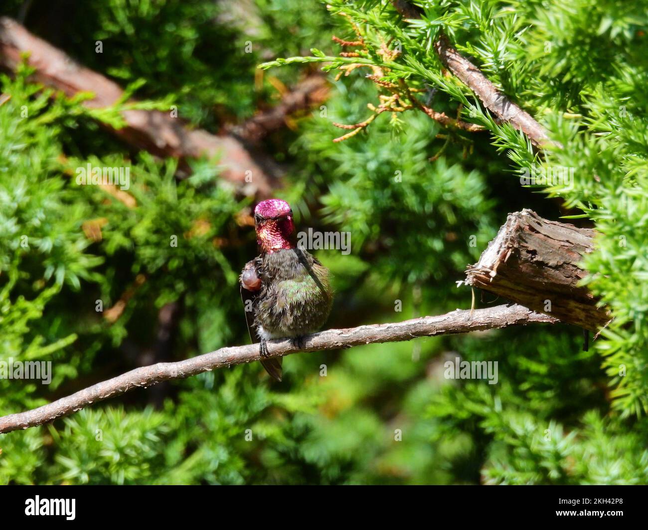 Colibri at tree hi-res stock photography and images - Alamy