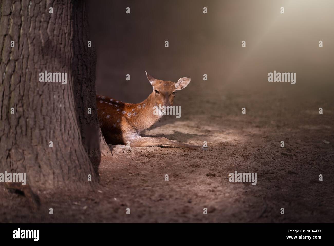 A closeup of a calm deer laying behind a tree trunk under the sunlight ...
