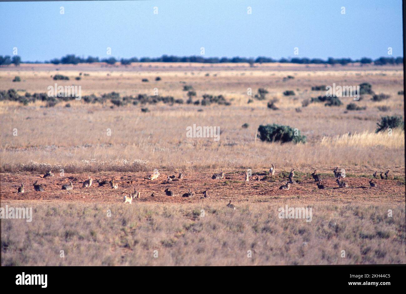 wild feral rabbits in plage numbers in the outback of South Australia ...