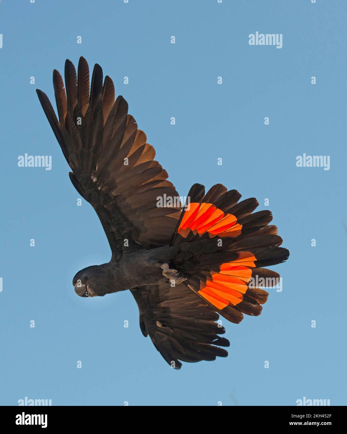 Karumba Queensland ,red tailed black cockatoos in flight Stock Photo ...