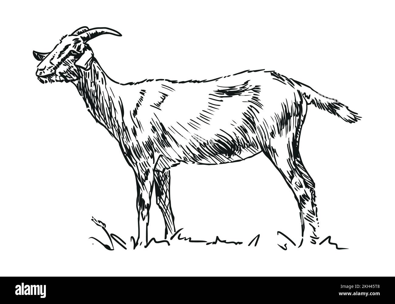goat - farm animal, hand drawn illustration Stock Vector Image & Art ...