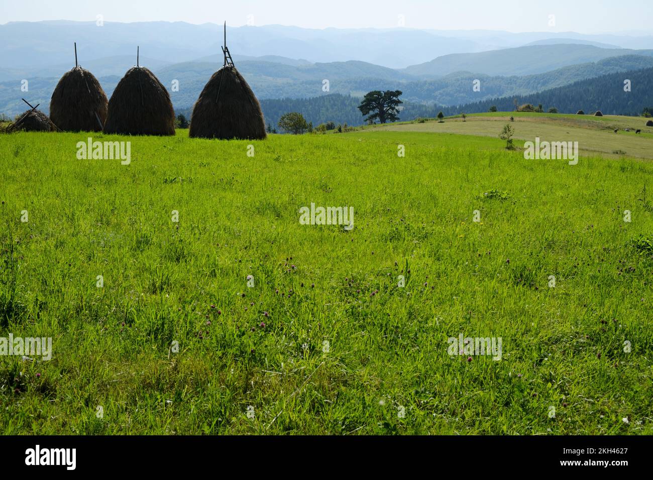 field grass and range mountain in Serbia, Kamena Gora (on background ...