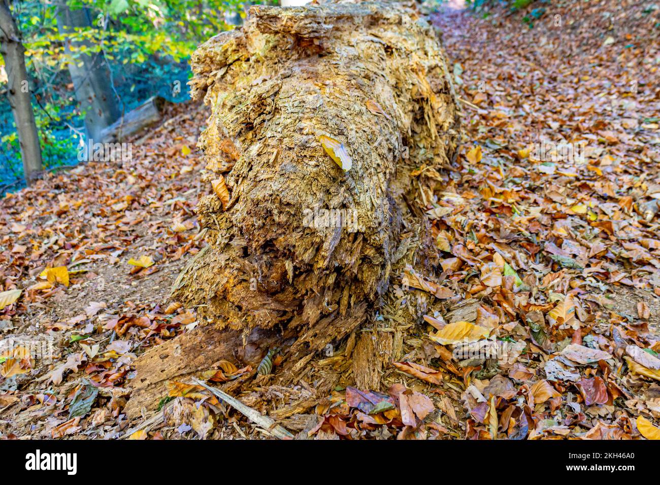 Old weathered tree trunk fallen beside a trail, dry leaves on ground ...