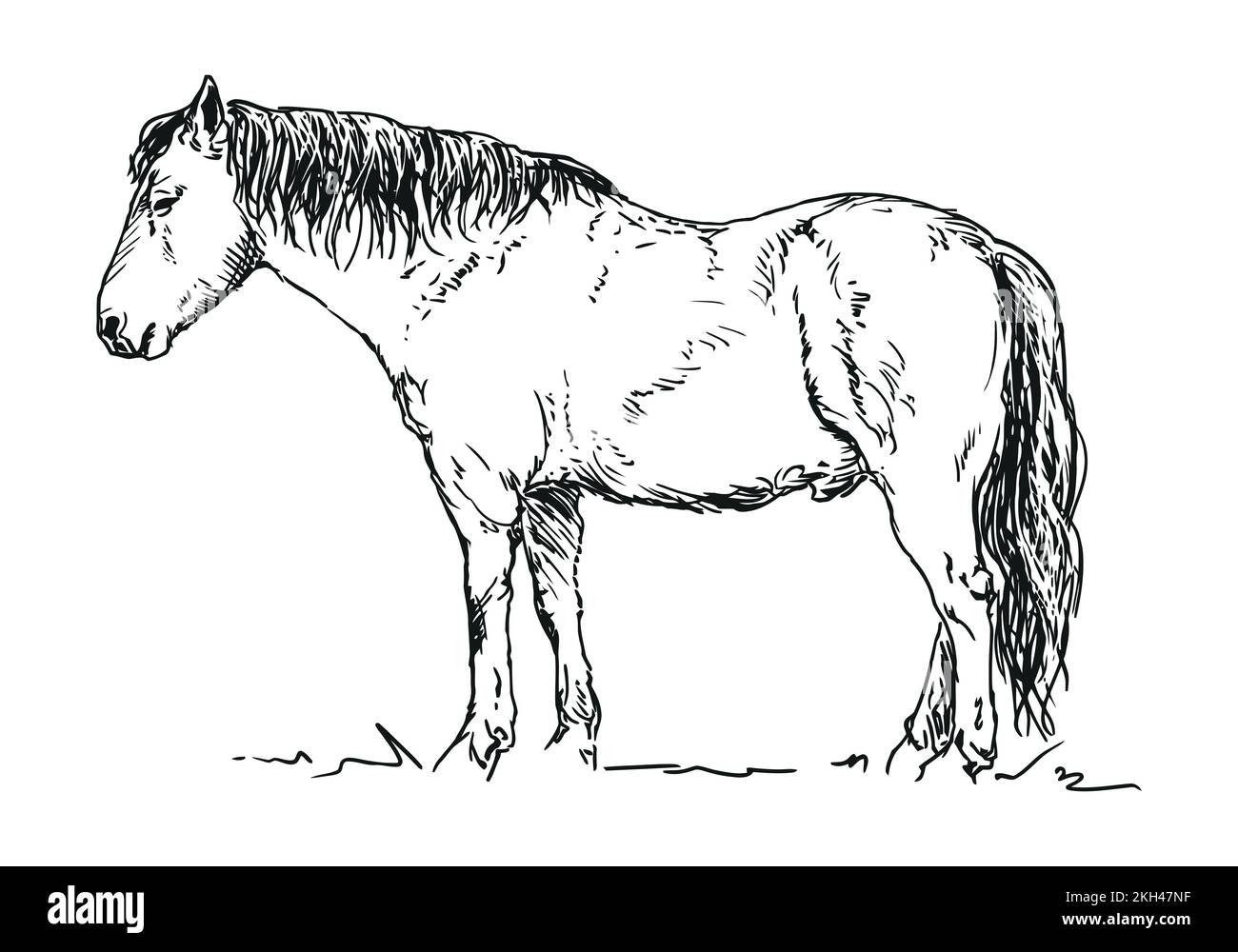 How To Draw A Horse Facing Forward