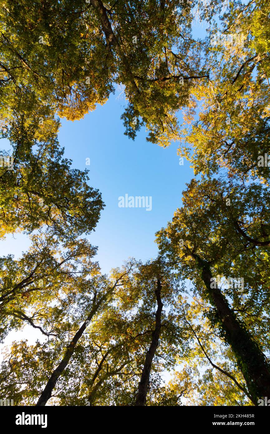 Trees from below with clear blue sky. Carbon net zero concept vertical ...