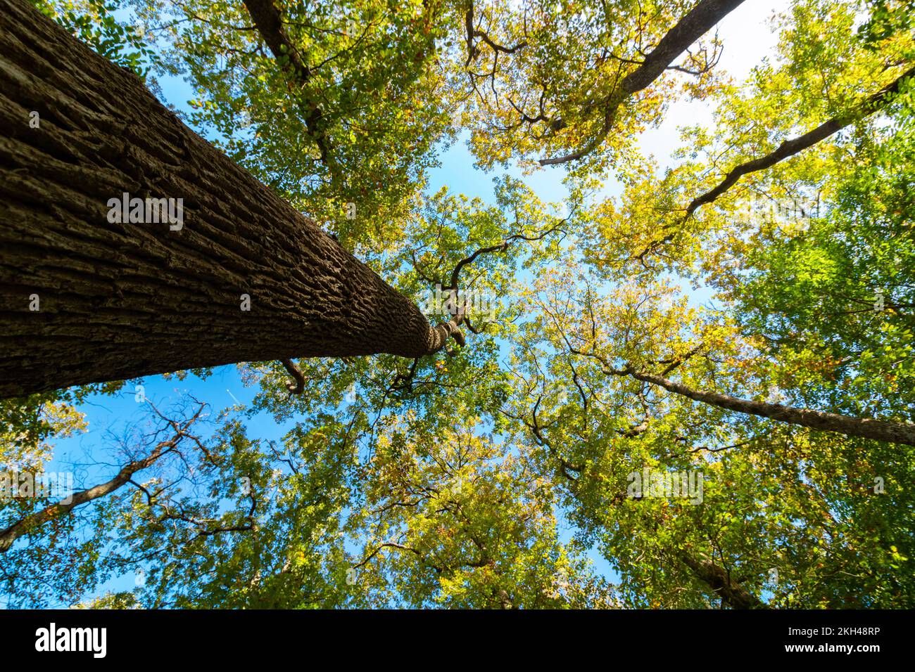 Wide angle view of trees in the forest. Carbon net zero concept photo ...