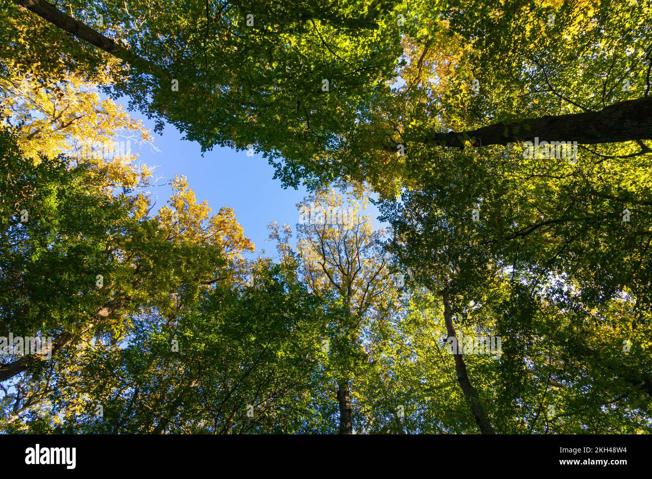 Lush forest view. Trees from below. Carbon net zero or neutral concept ...